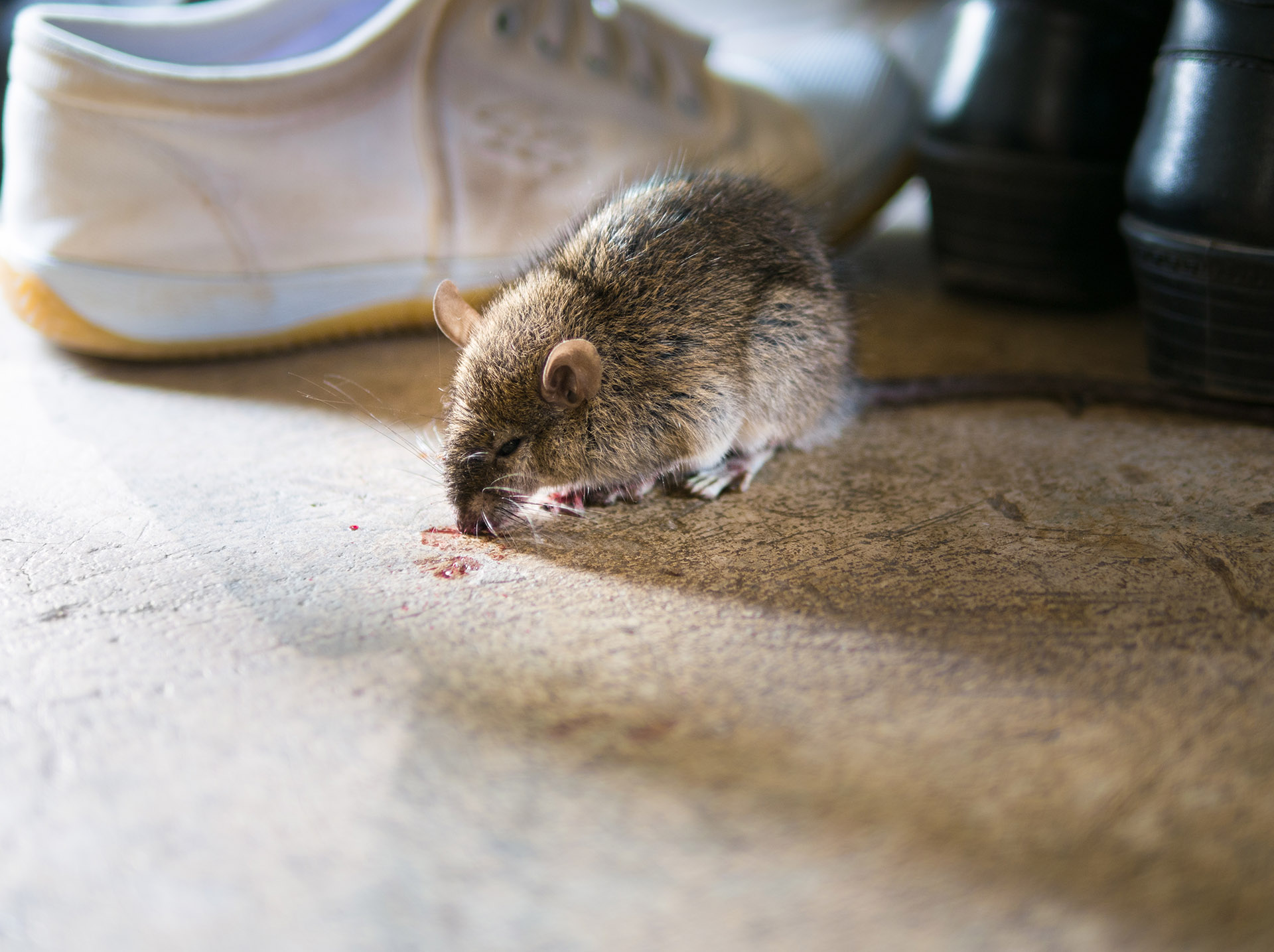 ARE YOU HEARING THINGS? Major League Pest
