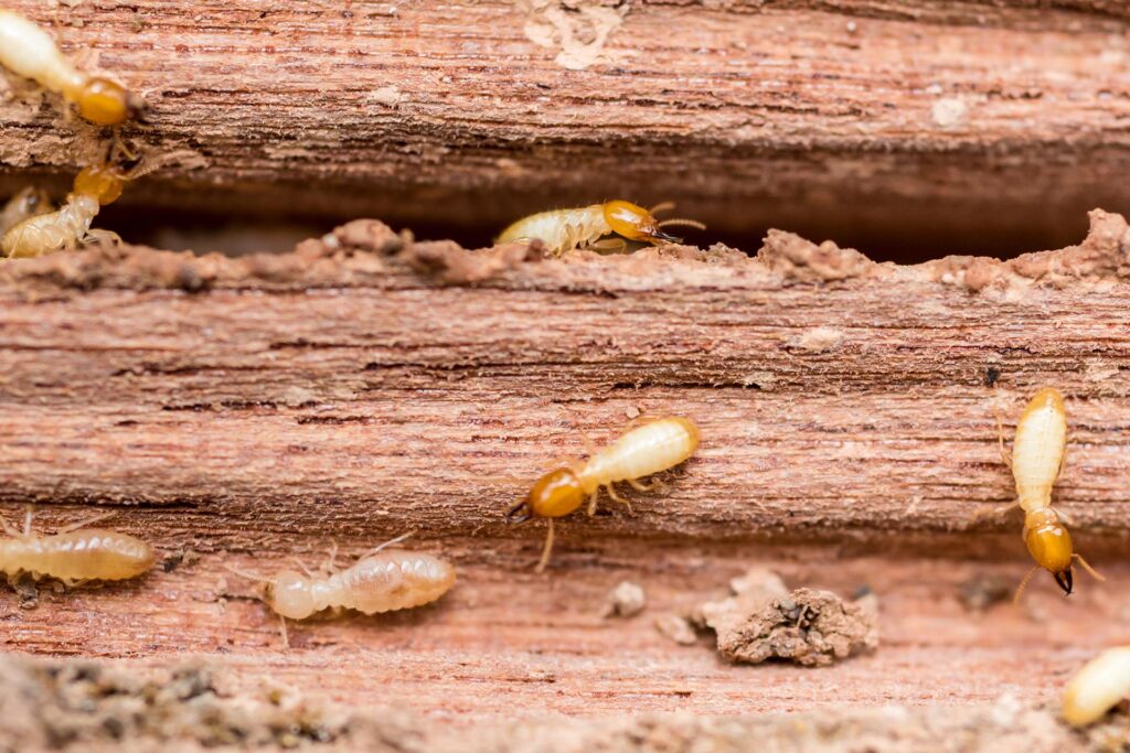 How to Recognize Early Signs of Termite Activity in Your Home Major ...