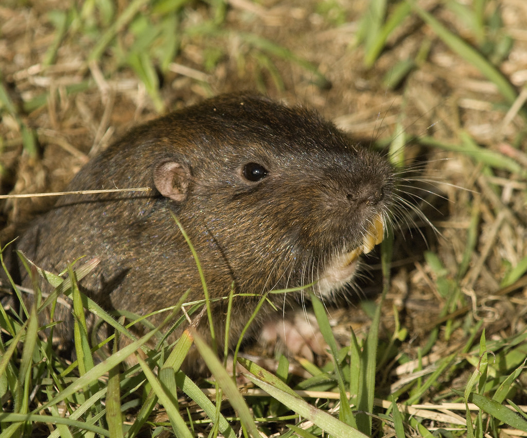 Pocket Gopher Trouble | Major League Pest
